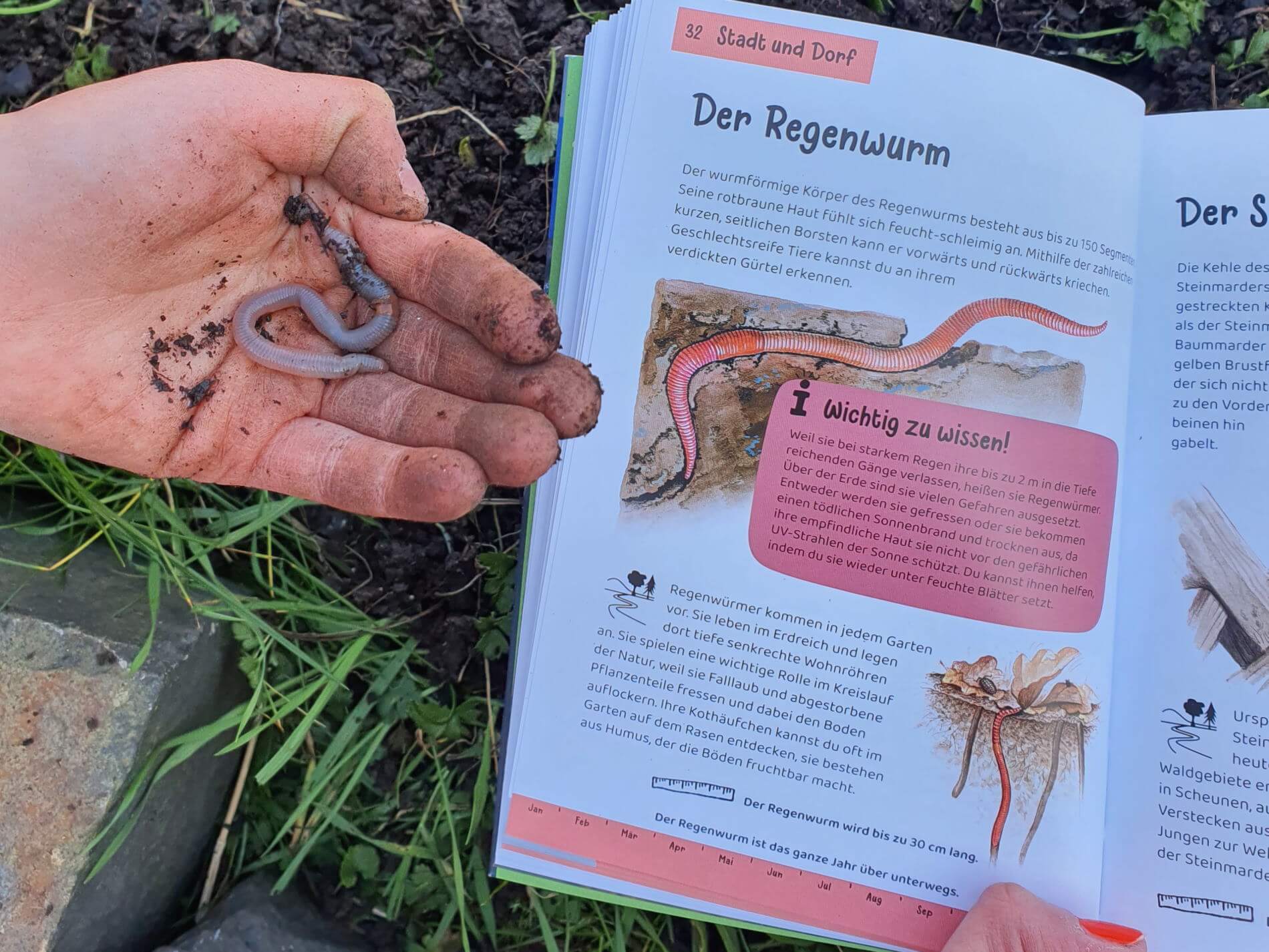 KOSMOS Kindernaturführer: Tiere und Pflanzen entdecken und bestimmen